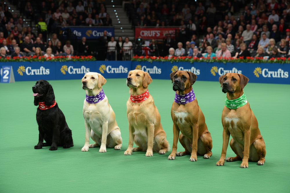 Crufts 2026 Round-Up: Winners, Highlights and Doggie Snoods | RUFFNEK ...